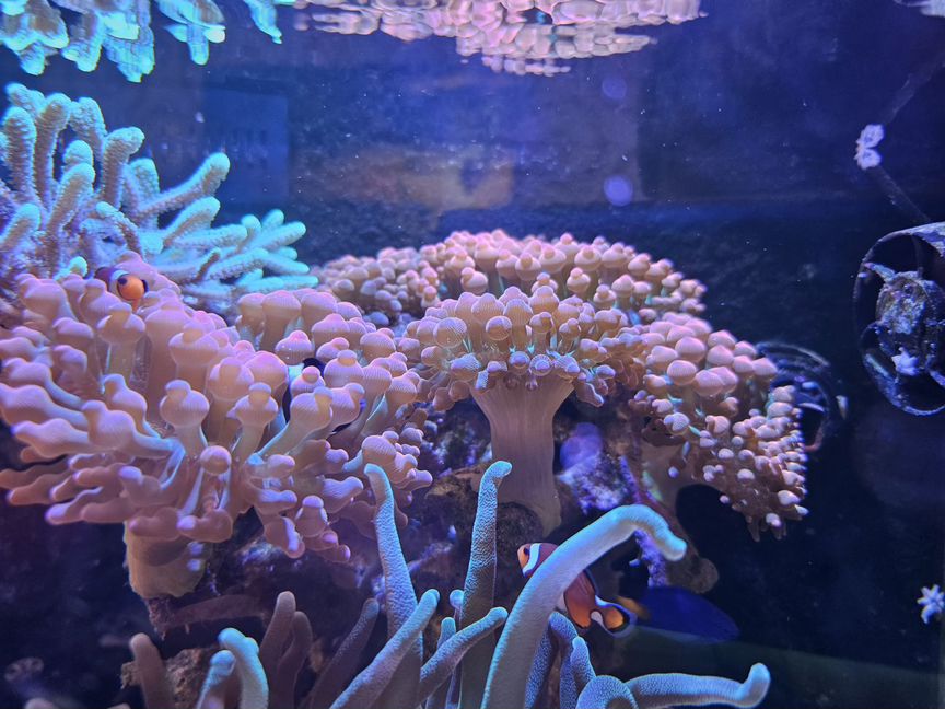 Актиния пузырчатая квадриколор