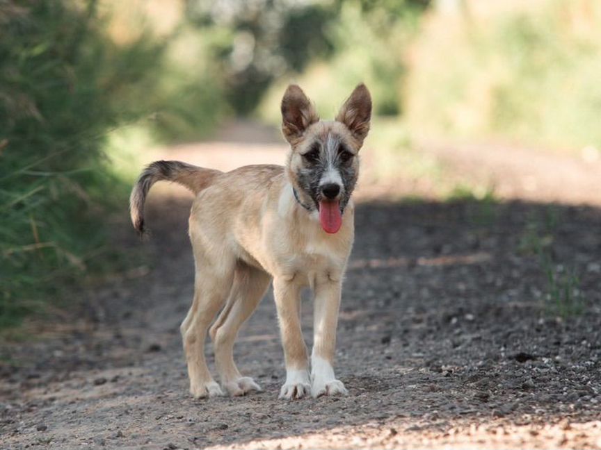 Щенок в добрые руки