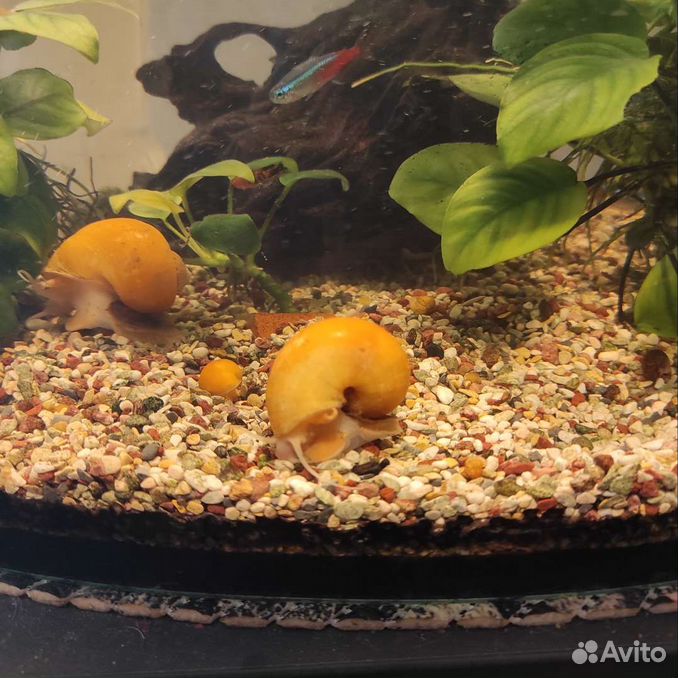 Улитки аквариумные ампулярии