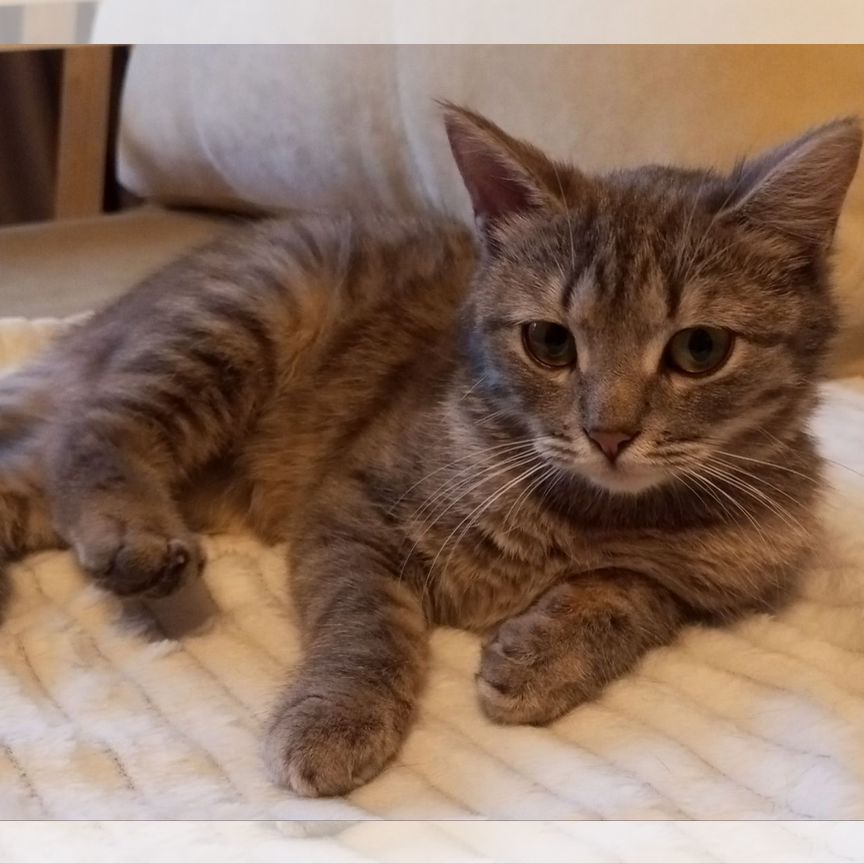 Котёнок в добрые руки