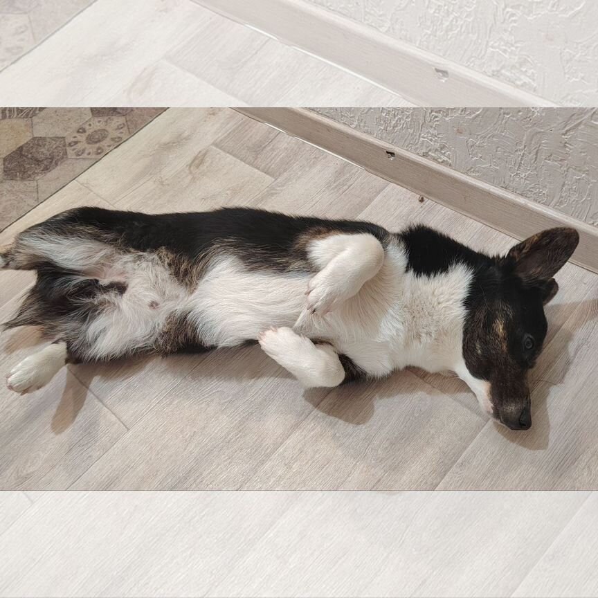 Вельш Корги Кардиган, взрослый пёс