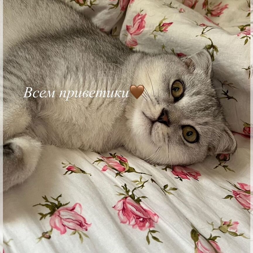 Отдаю котенка в добрые руки