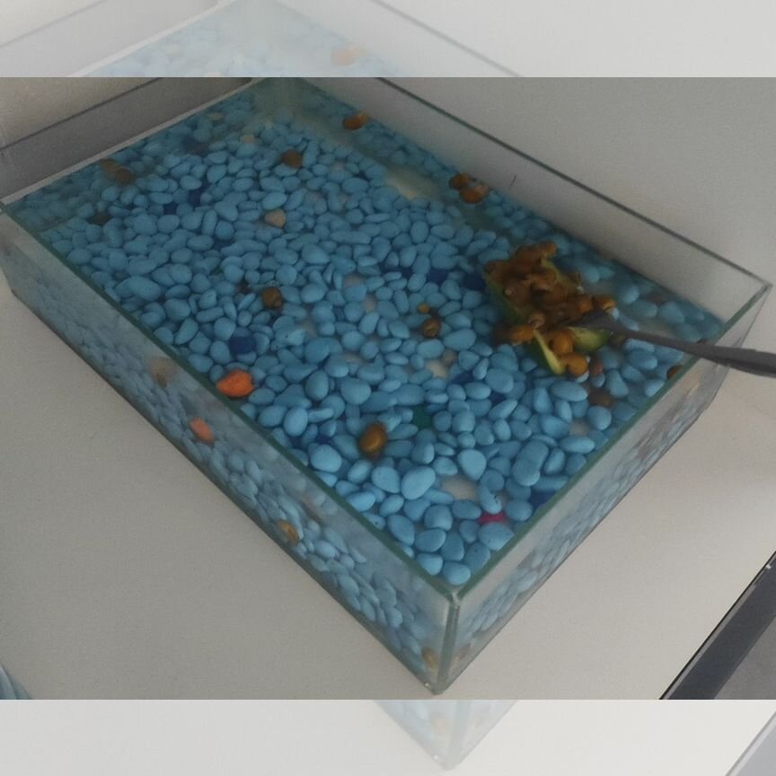 Улитки аквариумные бесплатно