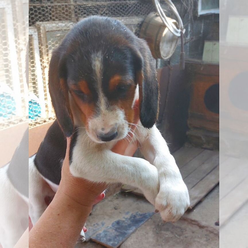 Эстонская гончая щенки