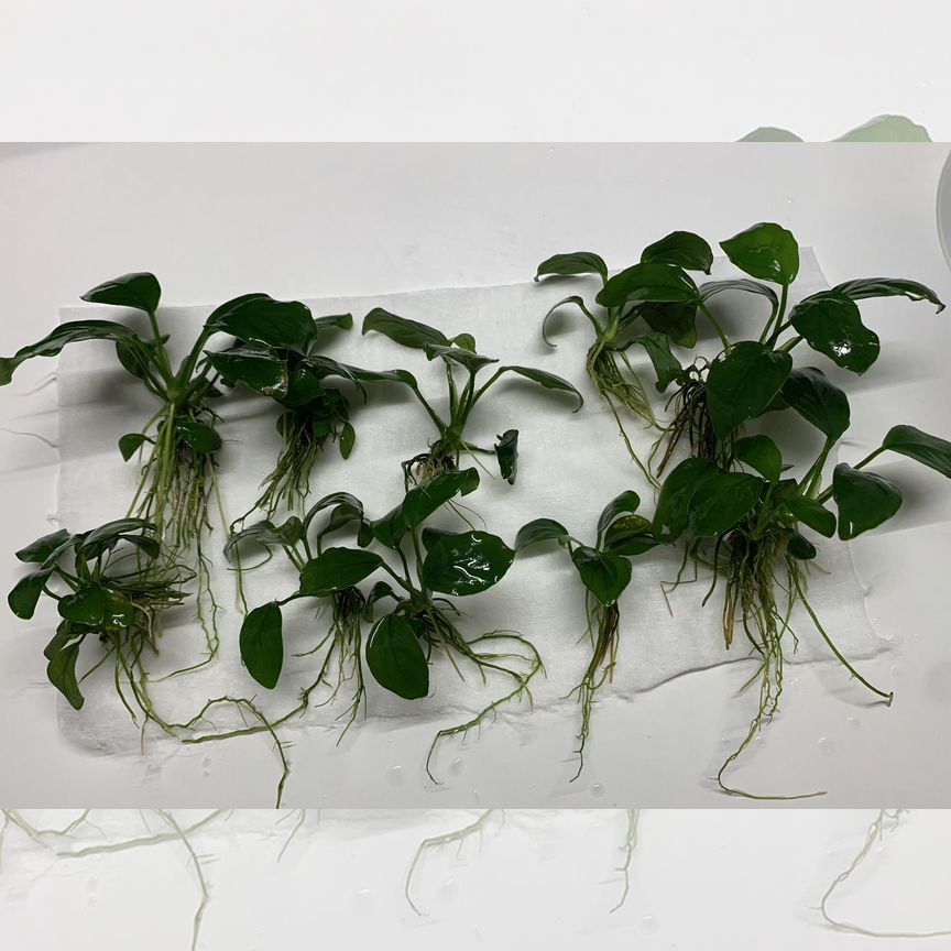 Анубиас Нана