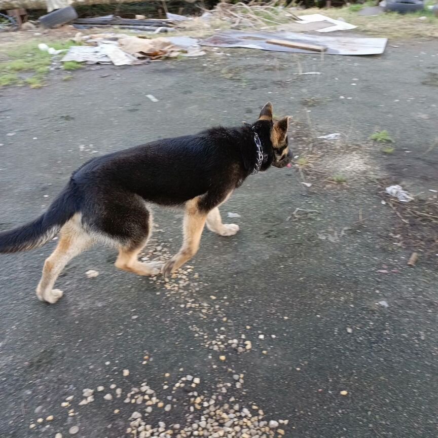 Песик в добрые и знающие руки