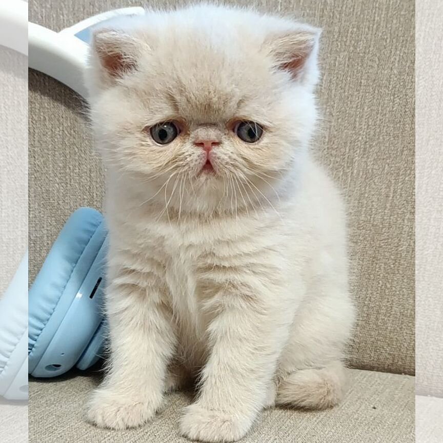 Экзотический короткошёрстный котёнок