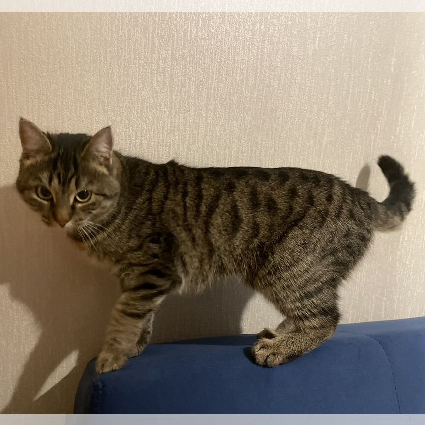 Взрослая, Девочка кошка в добрые руки