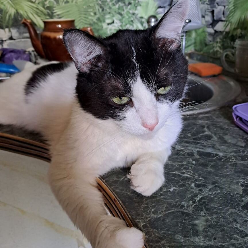 Котик Тимоша
