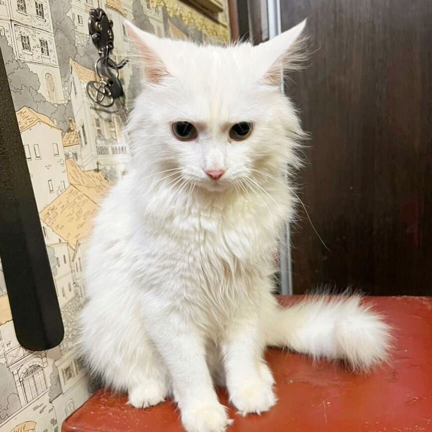 Кошечка белоснежная