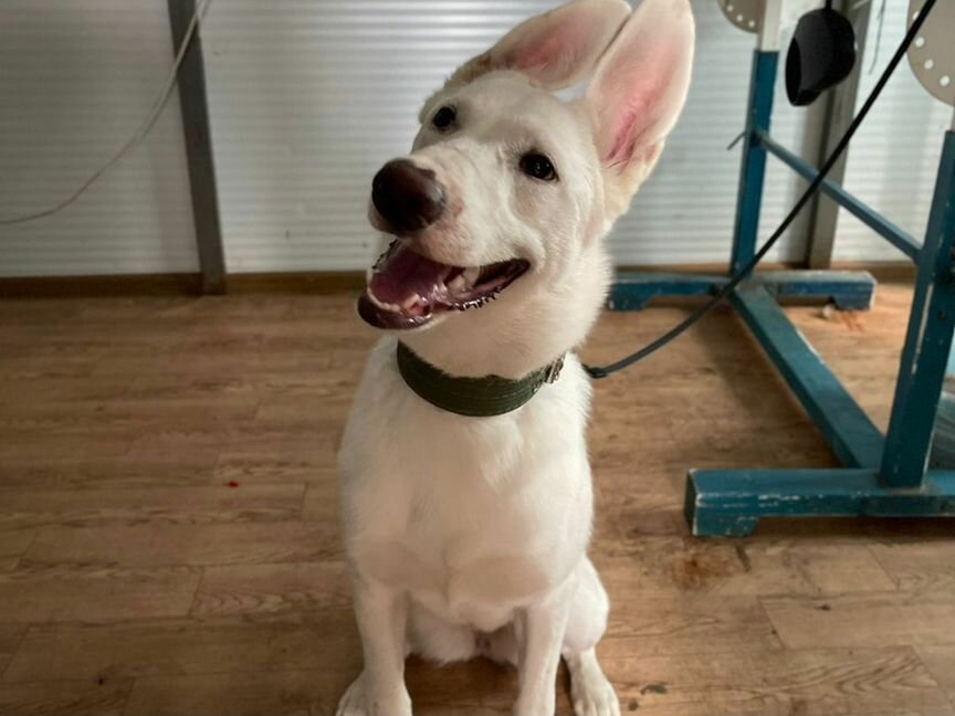 Щенок в добрые руки