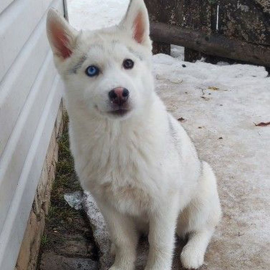 Сибирский хаски