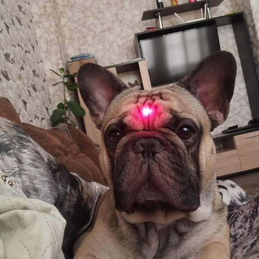 Французский бульдог вязка