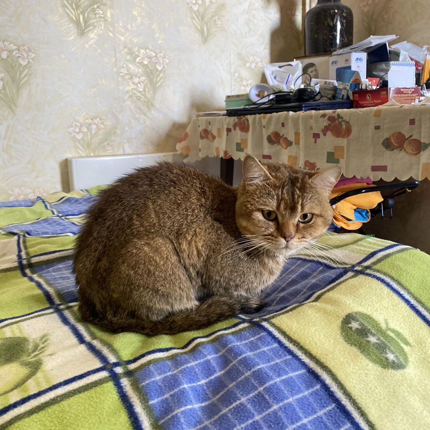 Кот