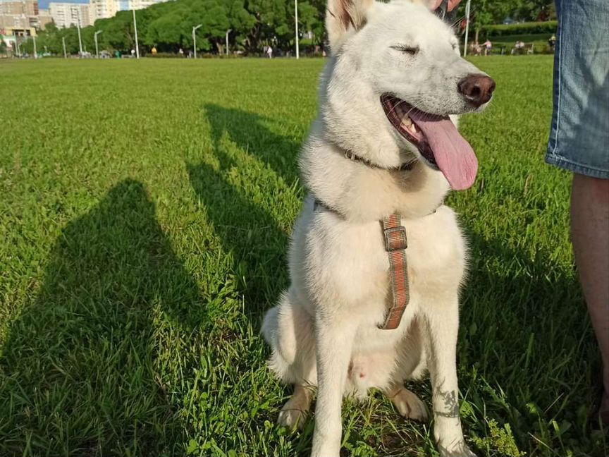 Кабель Западно-Сибирской лайки, вязка