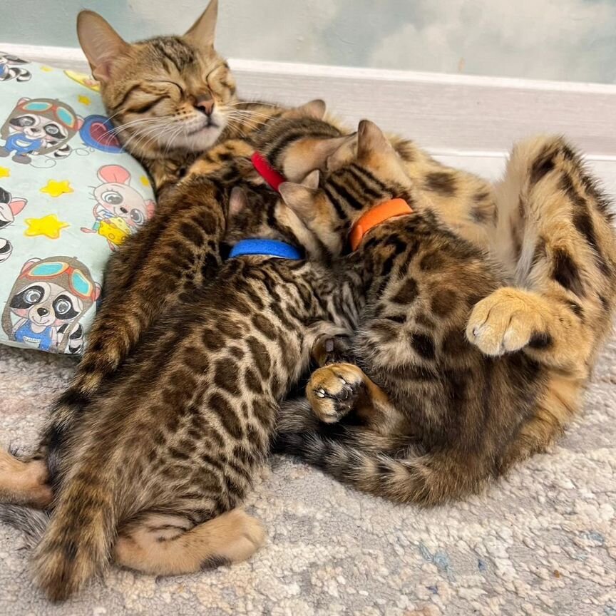 Бенгальские котята