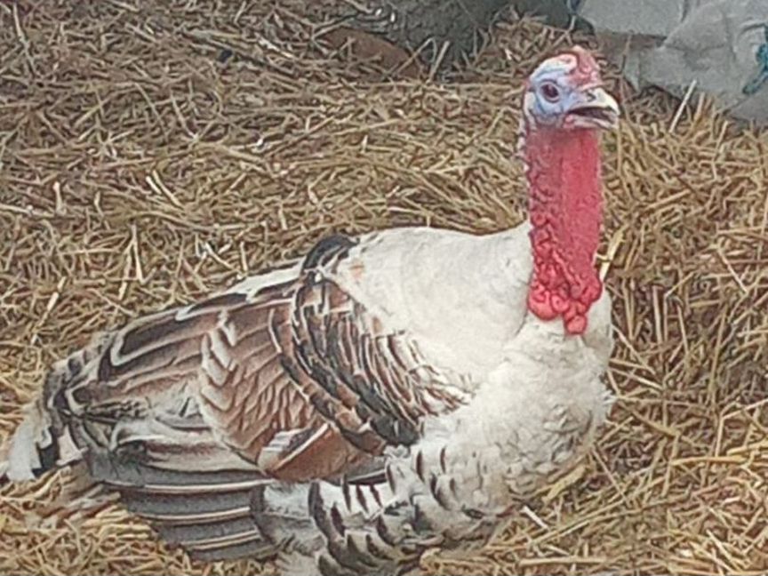 Индюки домашние