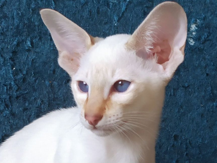 Сиамский (ориентальный) мальчик котёнок
