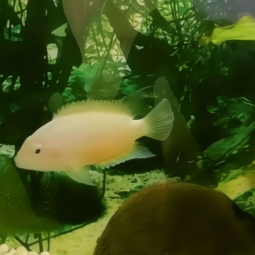 Аквариумные рыбы