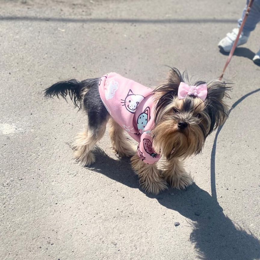 Йоркширский терьер щенки