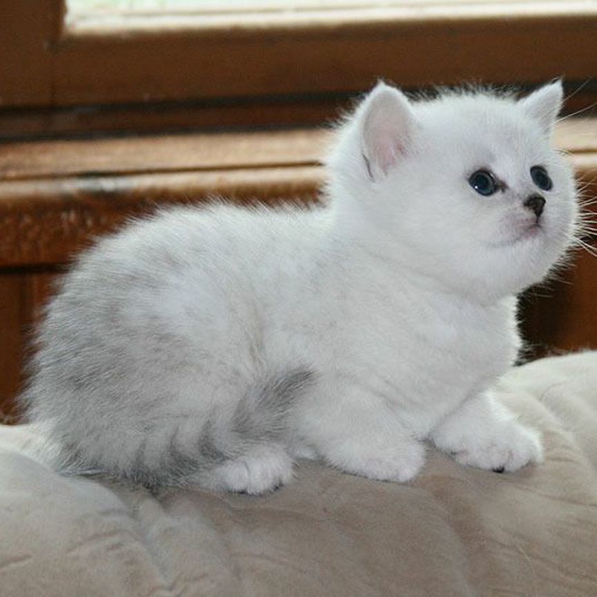 Серебристые шиншиллы котята голубоглазые