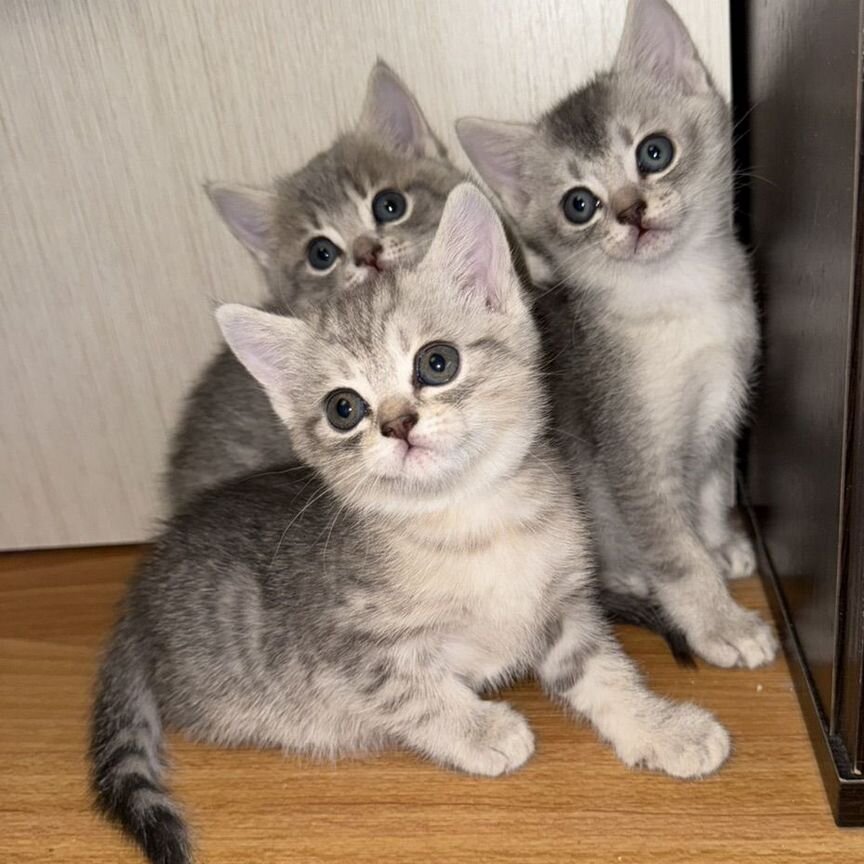 Продам котят