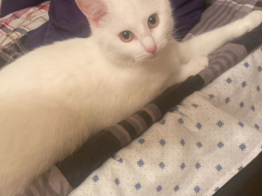 Обычная белая кошка названя точна не знаю)