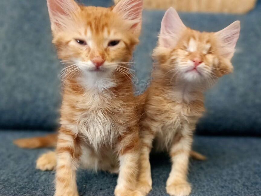 Котята рыжики,слепой и зрячий,выброшены на смерть