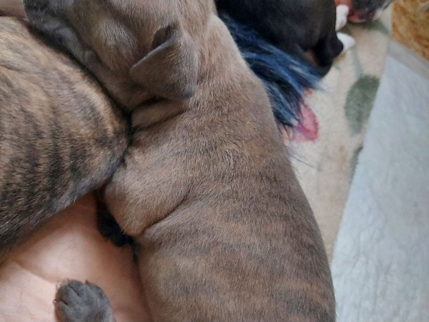 Собаки щенки