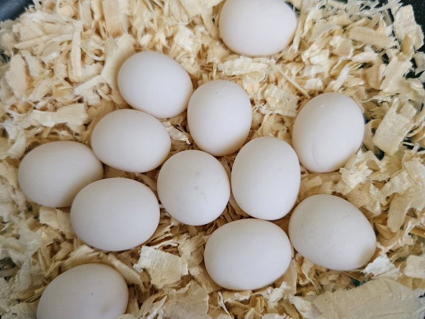 Яйца подсадные на заказ