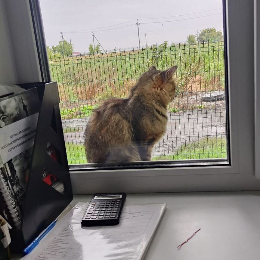 Кошки котята трехцветные