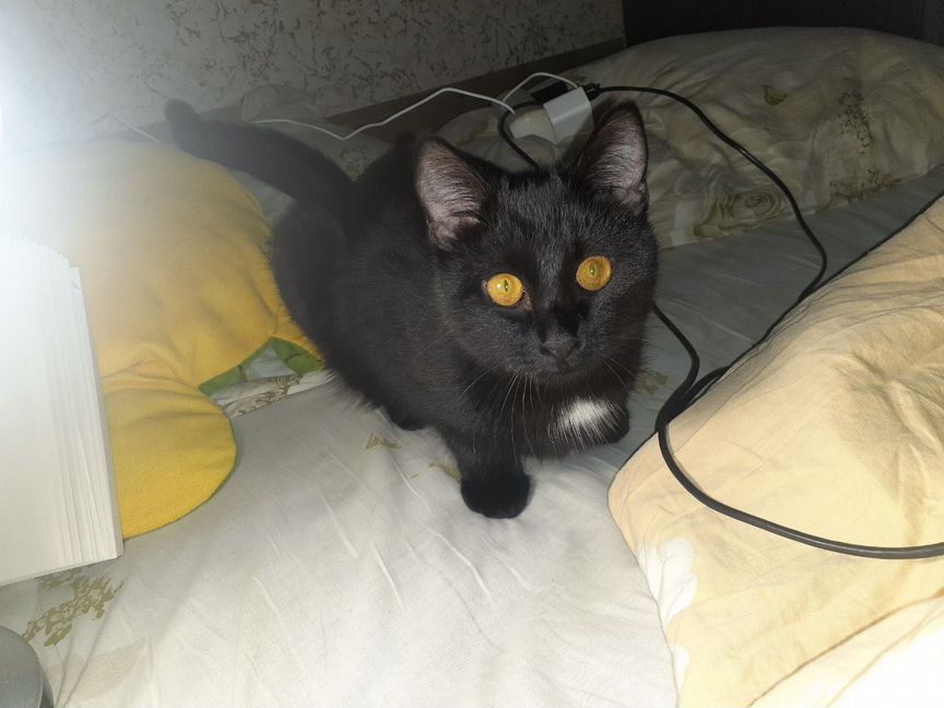 Кошка в добрые руки бесплатно