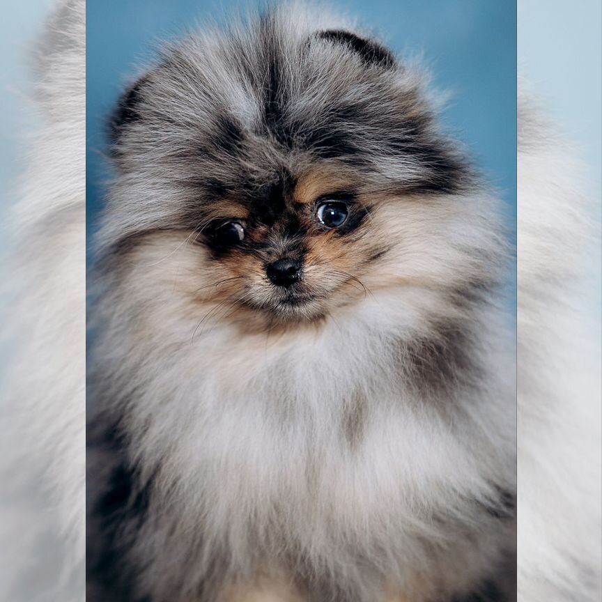 Померанский шпиц, щенок