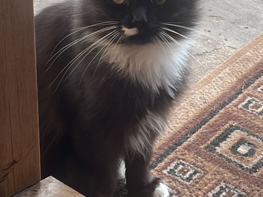 Котята майкун бесплатно