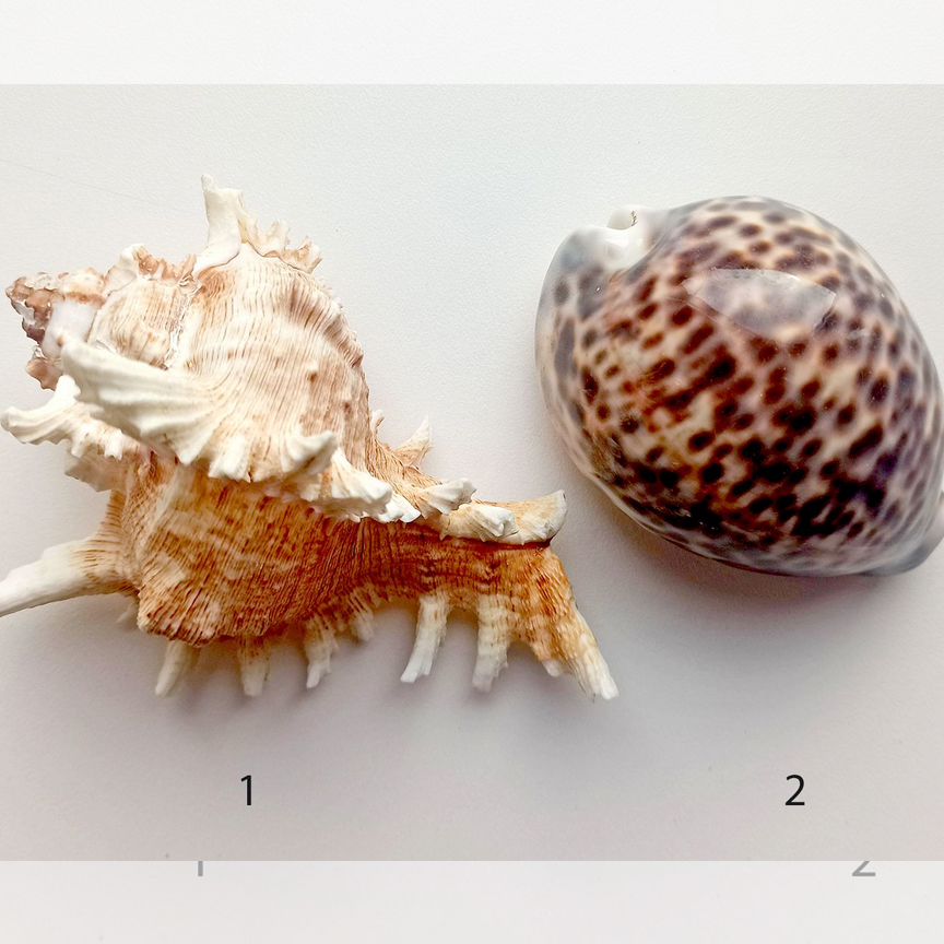 Морские раковины