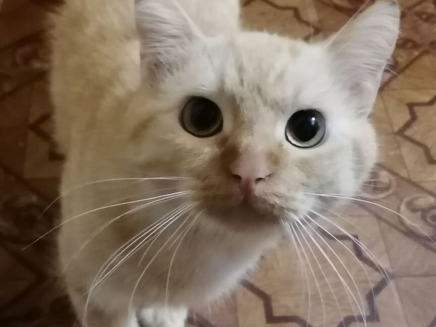 Отдам кота бесплатно