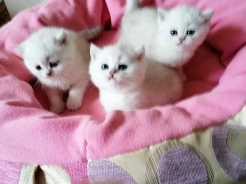 Котята британская шиншилла