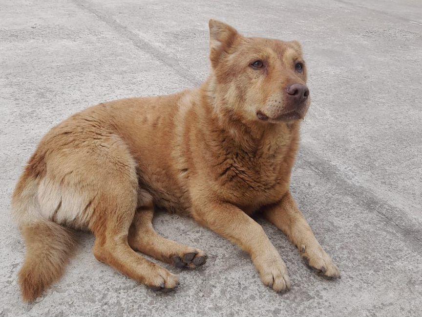 Собака в добрые руки