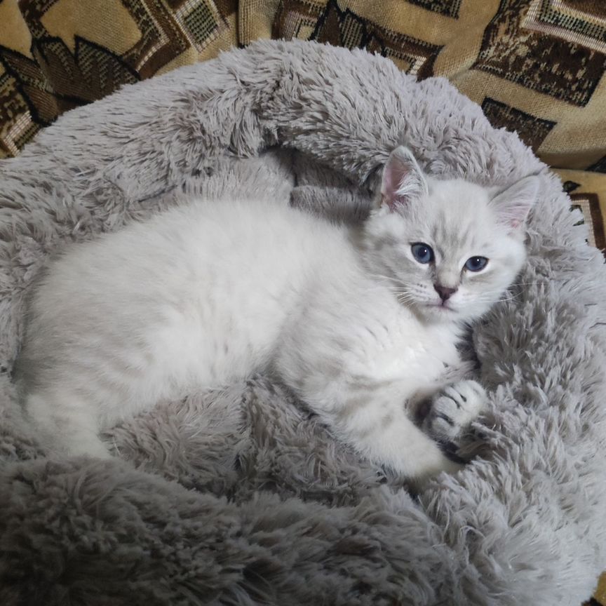 Британский короткошёрстный котёнок