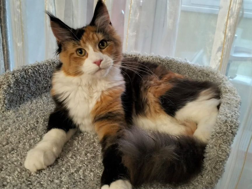 Котенок мейн-кун девочка