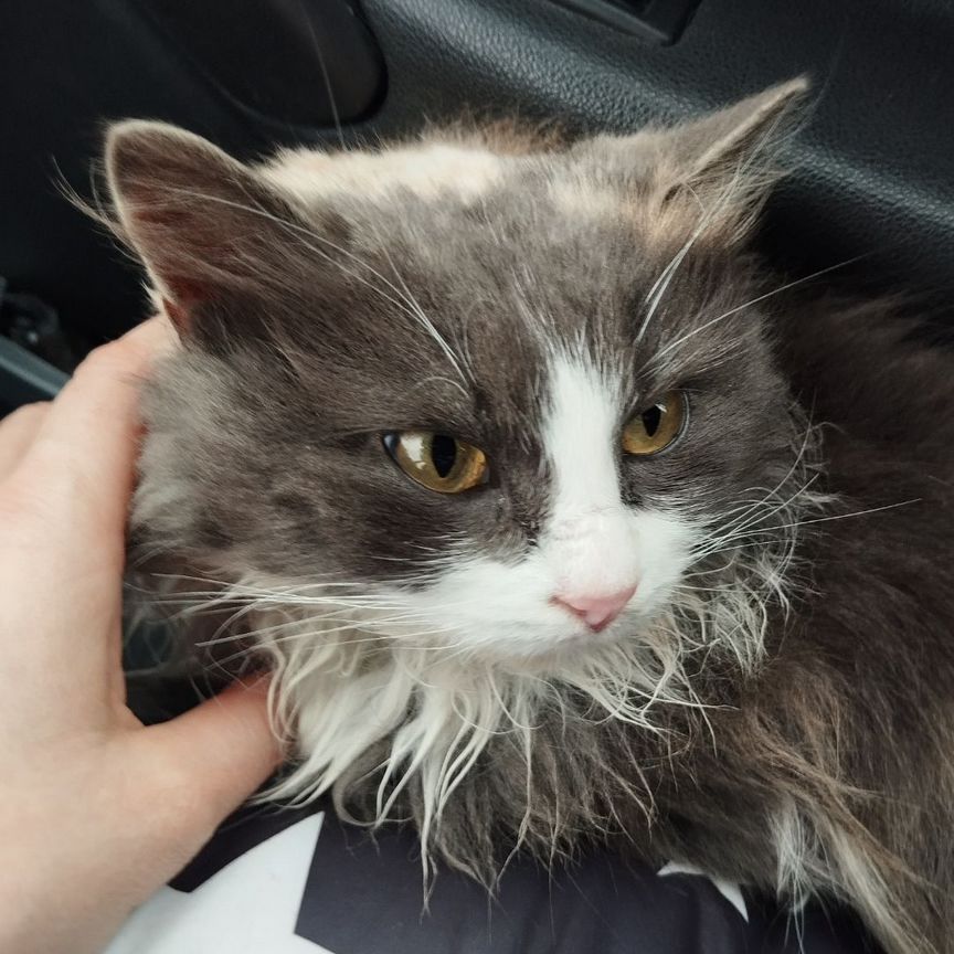 Кошка трёх цветная