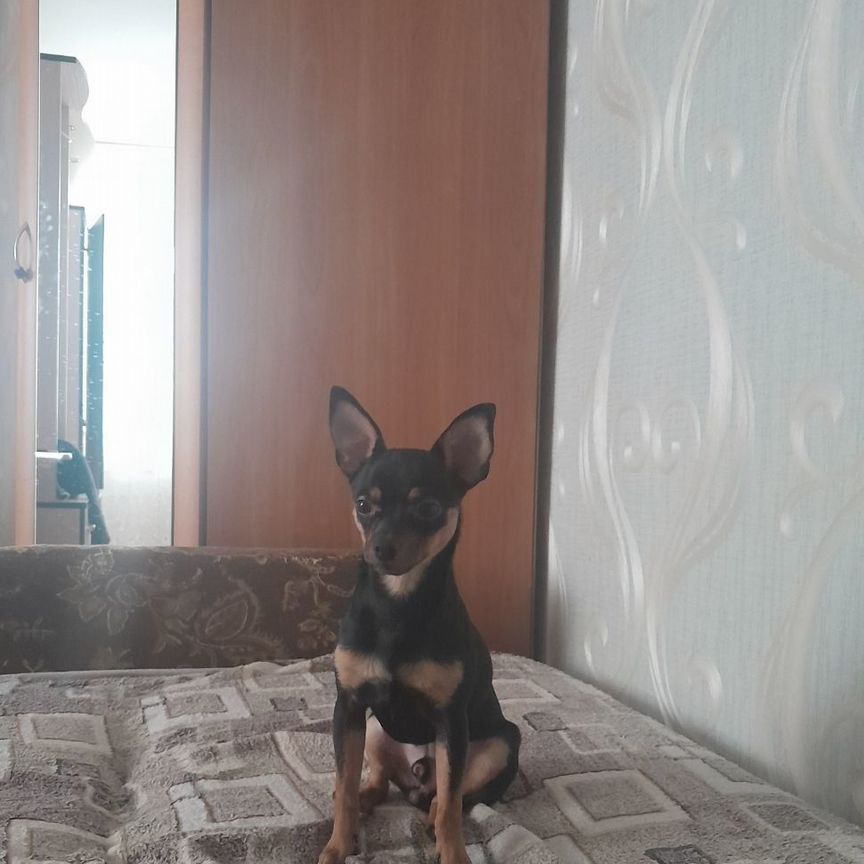 Мини той-терьер вязка