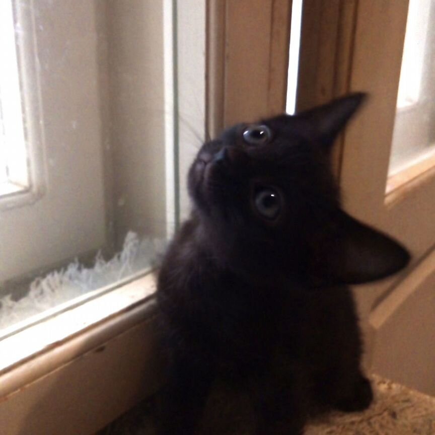 Домашний котёнок