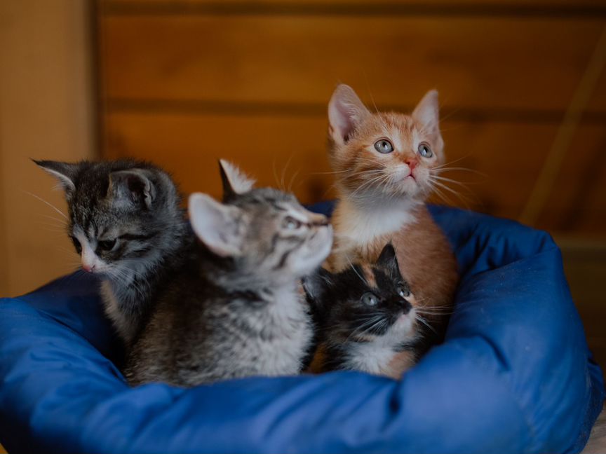 Разноцветные котята