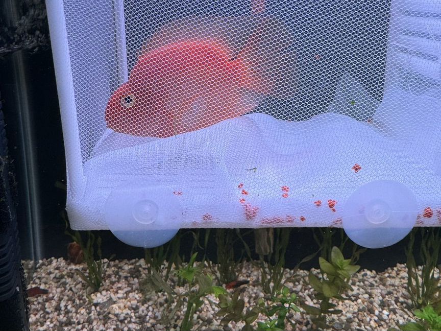 Рыба попугай