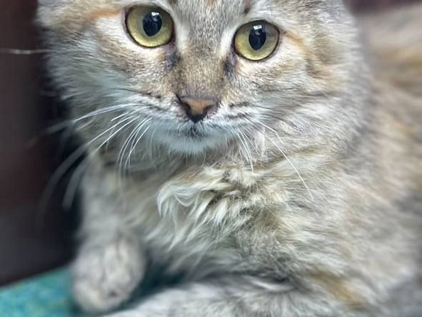 Пушистая ласкуша девочка