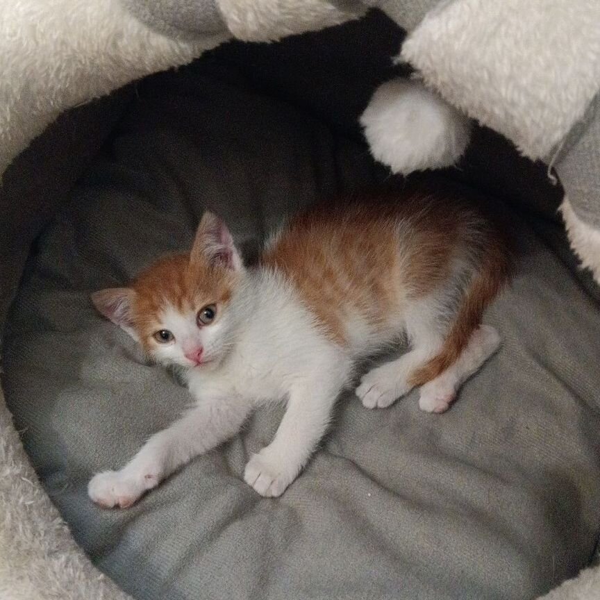 Котёнок в добрые руки