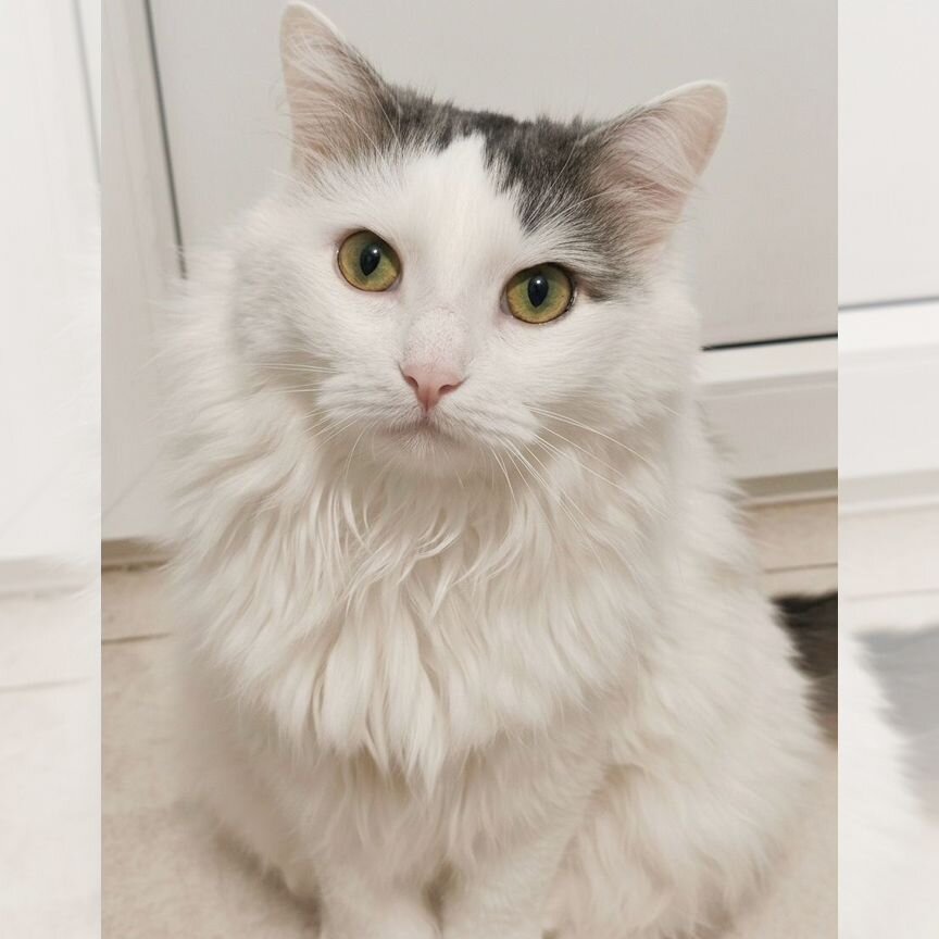 Взрослый кот в добрые руки