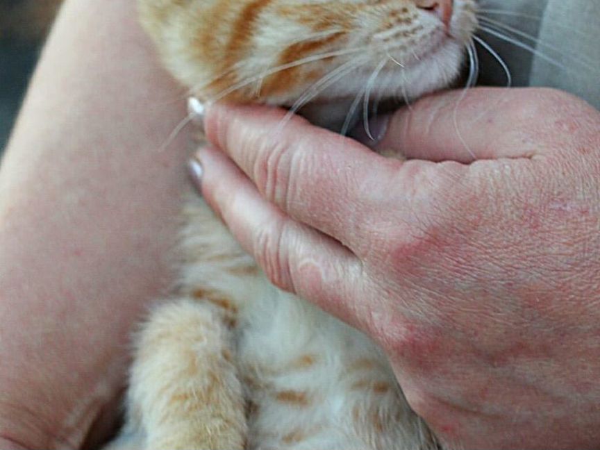 Рыжий Котенок в дар бесплатно