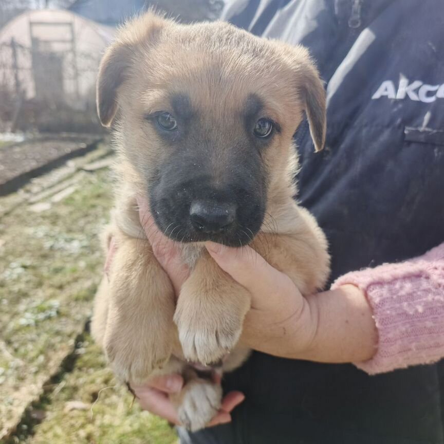 Щенок в добрые руки